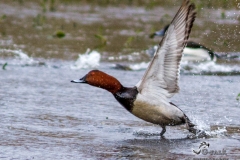 Fuglar.is – Fuglaathugunarstöð Suðausturlands