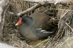 Fuglar.is – Fuglaathugunarstöð Suðausturlands